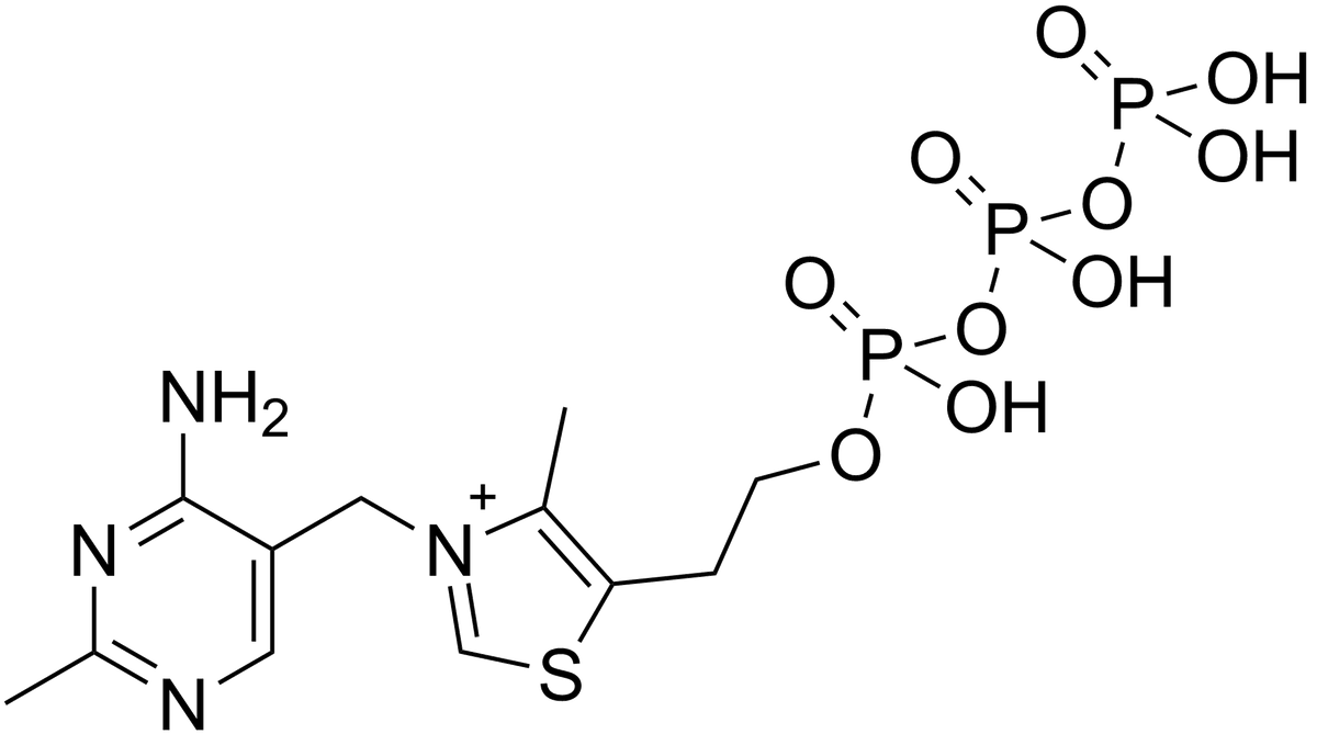Thiamine, CO2, and restoring energy balance – Multiflora Herbs