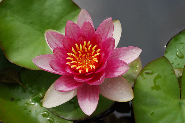 Three Lotus Blend – Multiflora Herbs